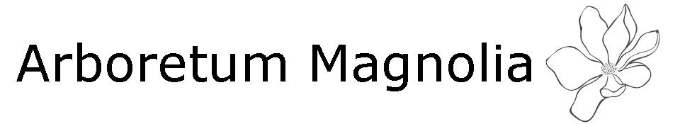 Axina Oy | Voimaantumista ja hyvinvointia metsäpuistossa